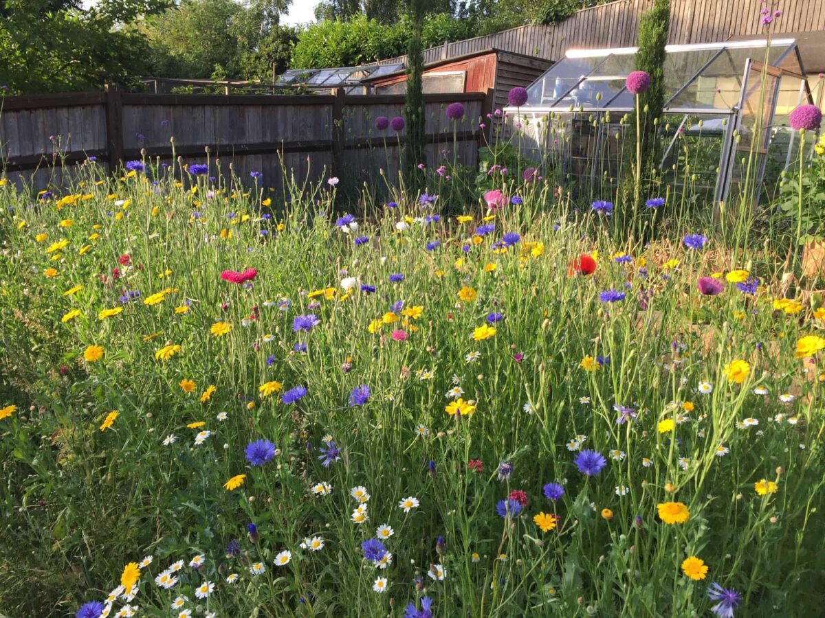 Mixed perennial and wildflower meadow planting - Grow Like Grandad